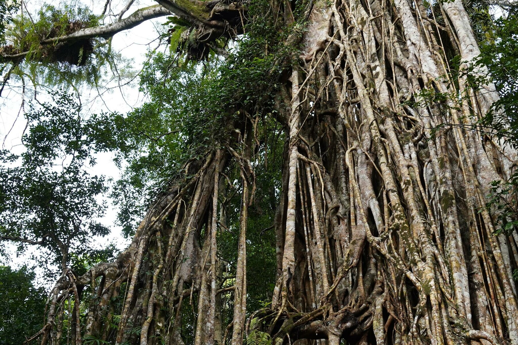 ArtStation - 386 photos of Cathedral Tropical Giant Fig Tree | Resources