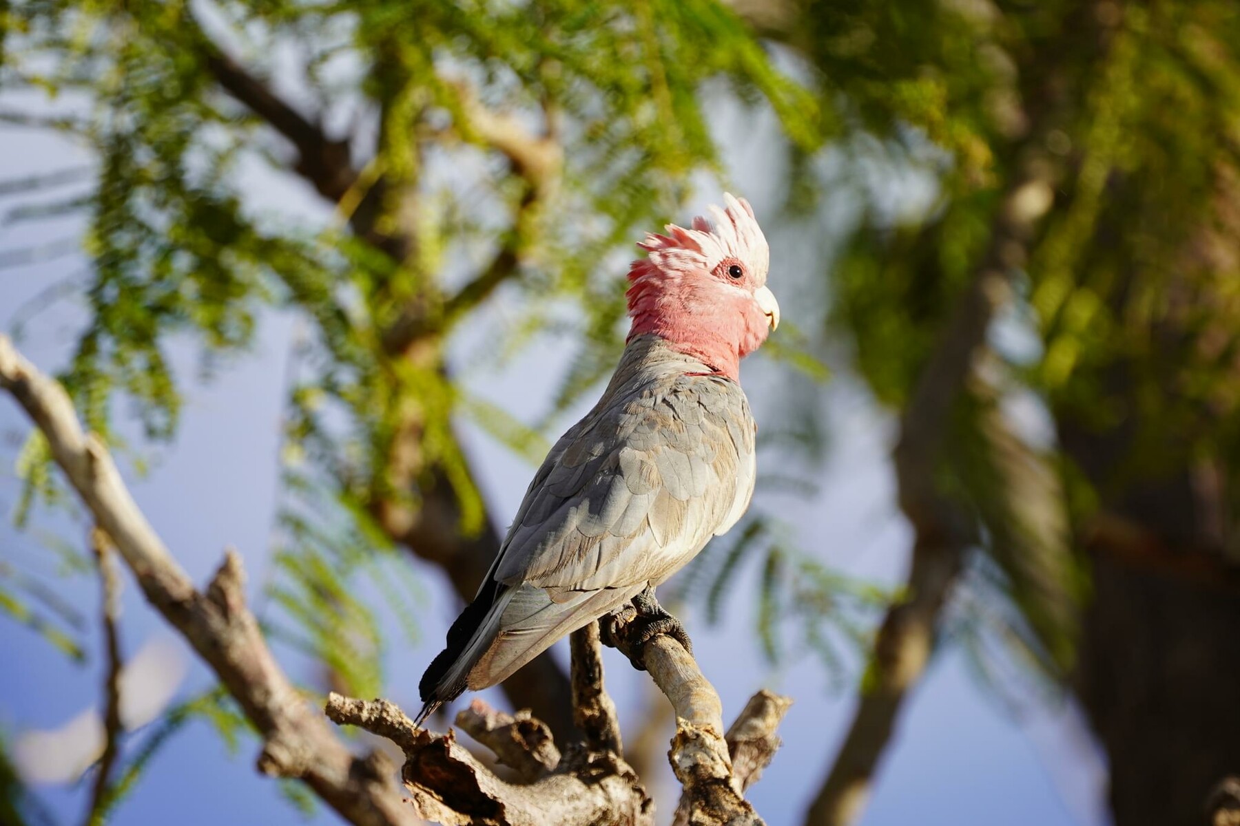 ArtStation - 185 photos of Galah Cockatoo Parrots | Resources