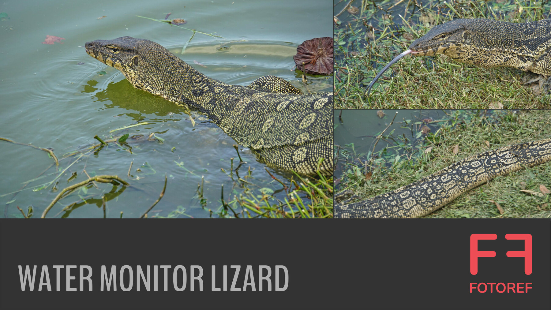 ArtStation - 30 photos of Water Monitor Lizard | Resources