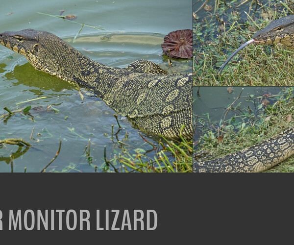 ArtStation - 30 photos of Water Monitor Lizard | Resources