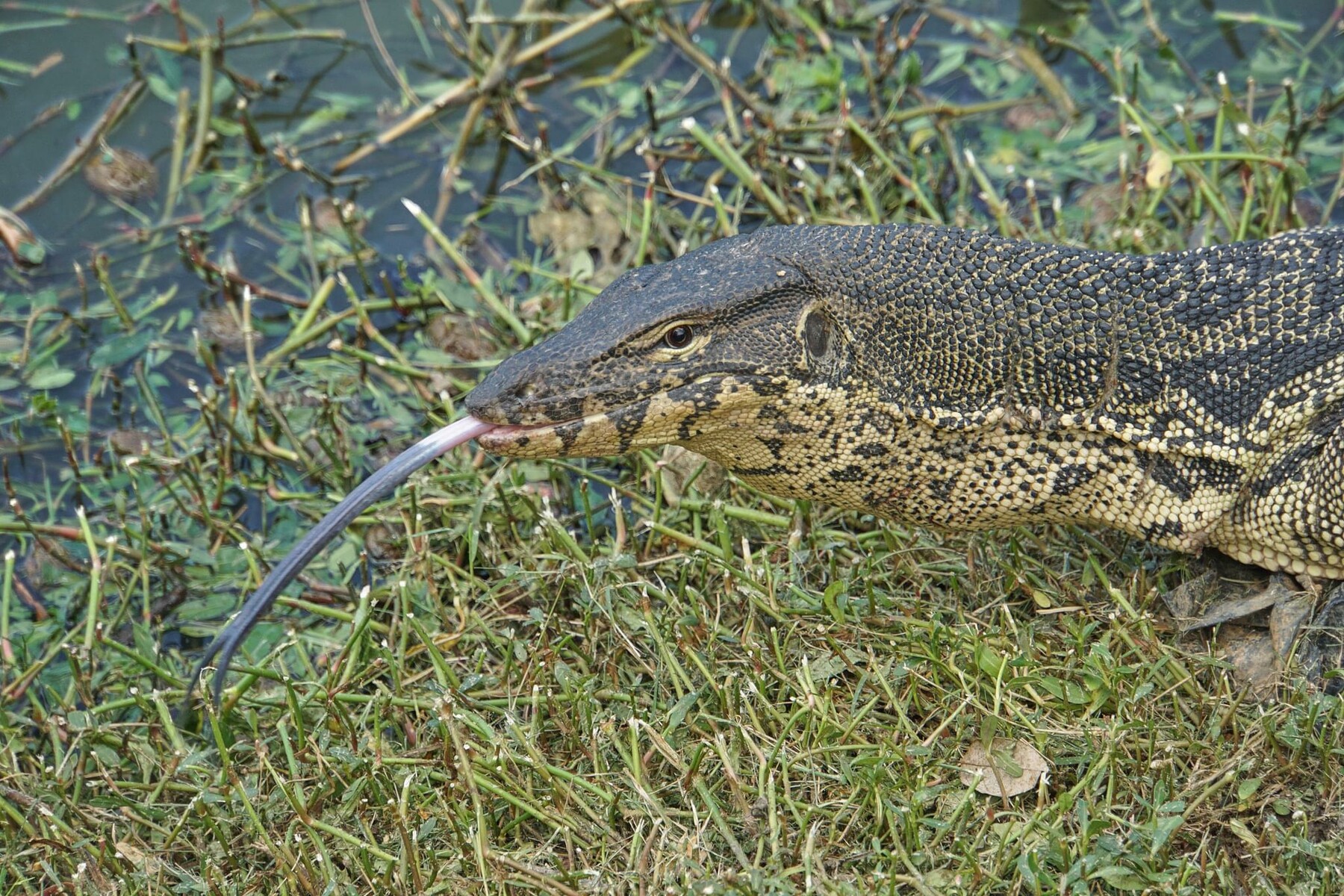 ArtStation - 30 photos of Water Monitor Lizard | Resources
