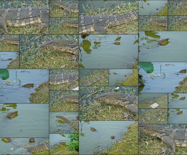 ArtStation - 30 photos of Water Monitor Lizard | Resources