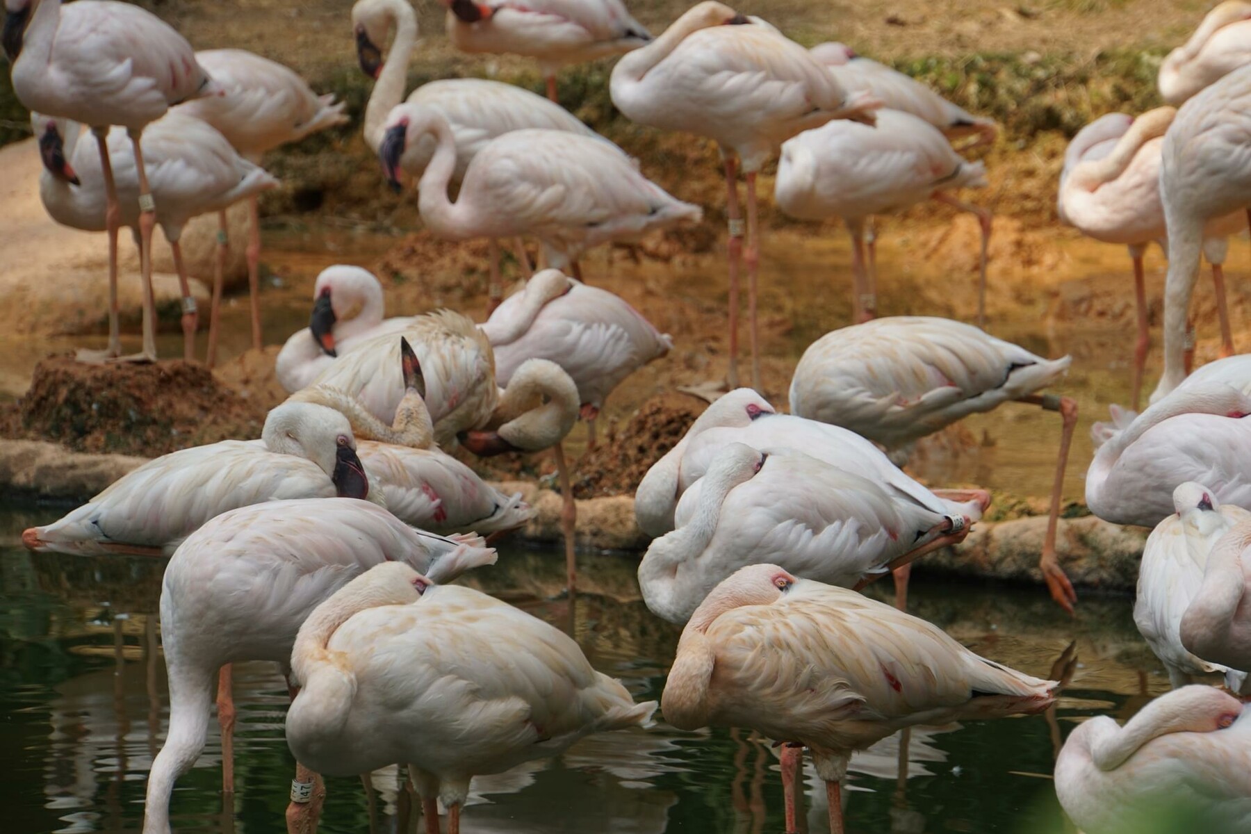 ArtStation - 42 photos of Lesser Flamingo | Resources