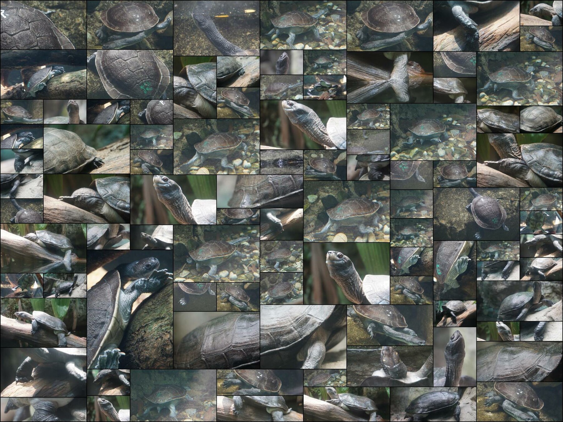 ArtStation - 97 photos of Snake-Necked Turtle | Resources