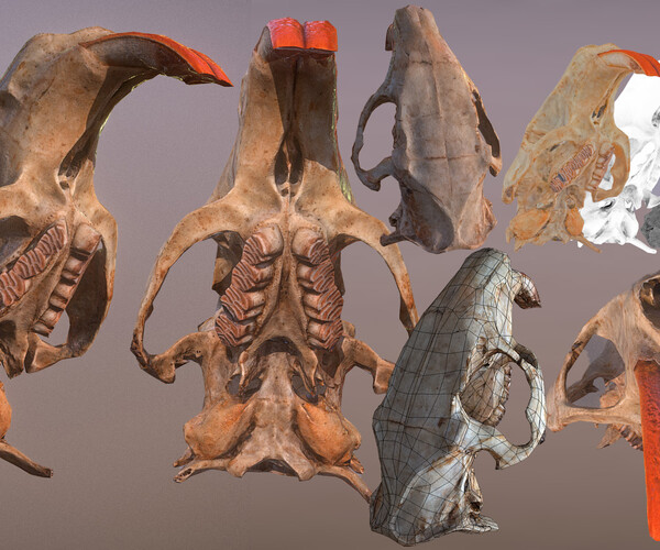 ArtStation - Nutria's skull | Game Assets