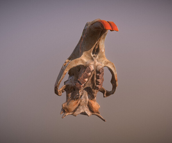 ArtStation - Nutria's skull | Game Assets