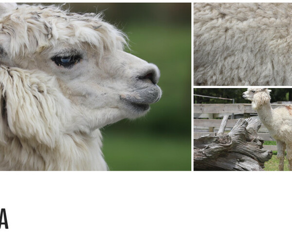 ArtStation - 81 photos of Alpaca | Resources