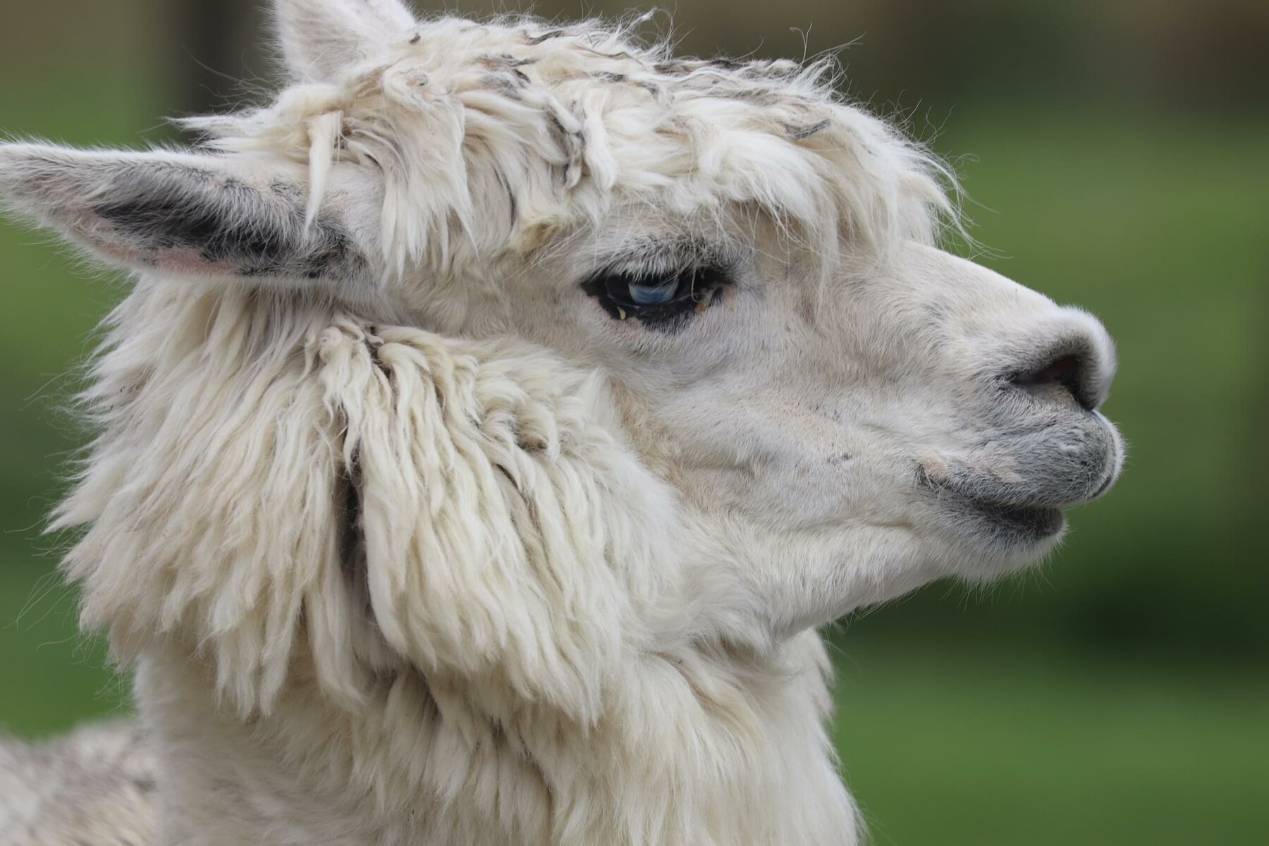 ArtStation - 81 photos of Alpaca | Resources