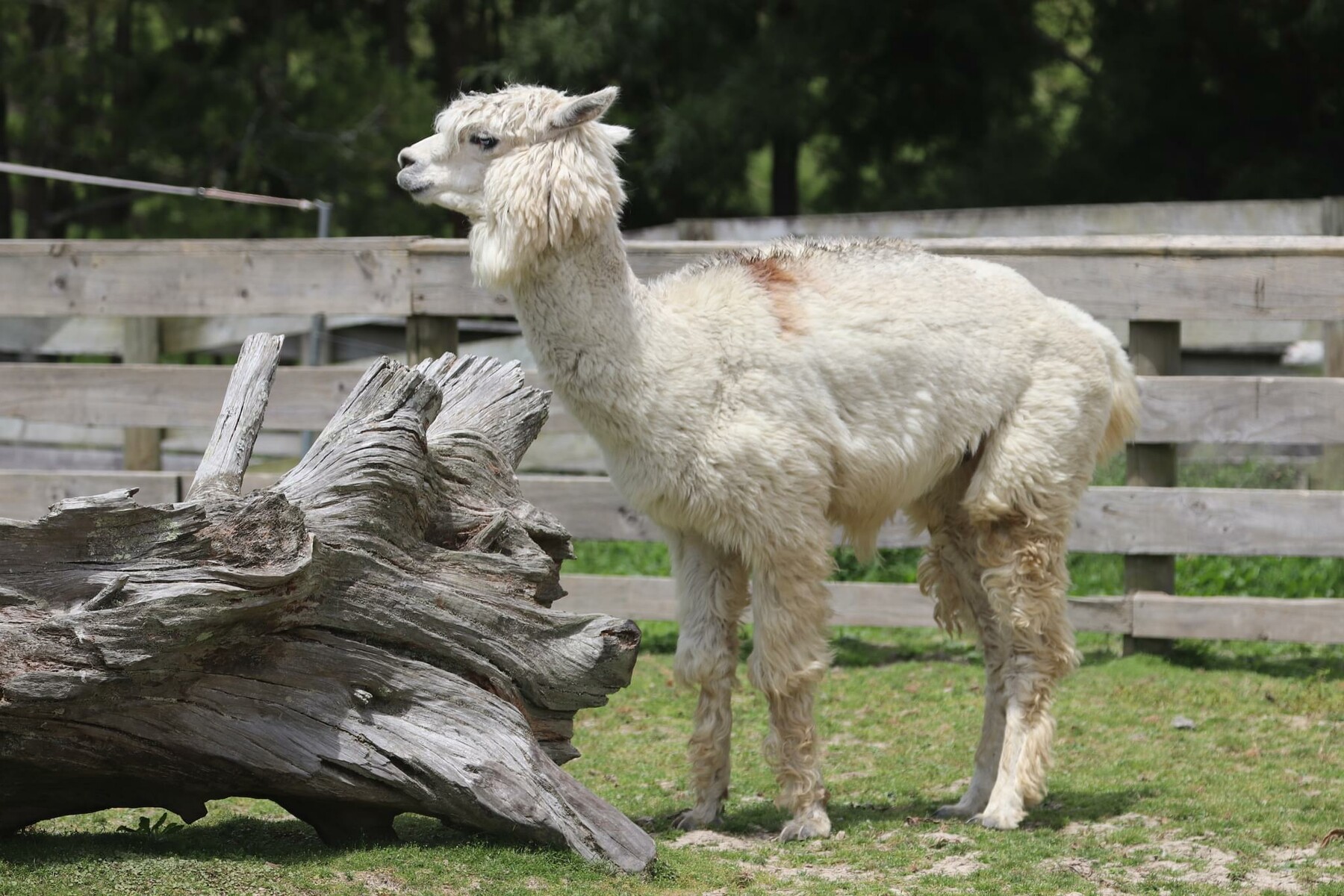 ArtStation - 81 photos of Alpaca | Resources