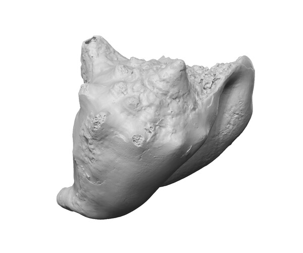 ArtStation - Seashell Raw Scanned 3D Model | Resources