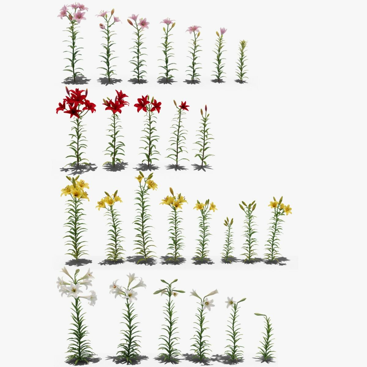 ArtStation - 3D Flower | Lily Flower | Game Assets