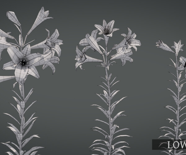 ArtStation - 3D Flower | Lily Flower | Game Assets