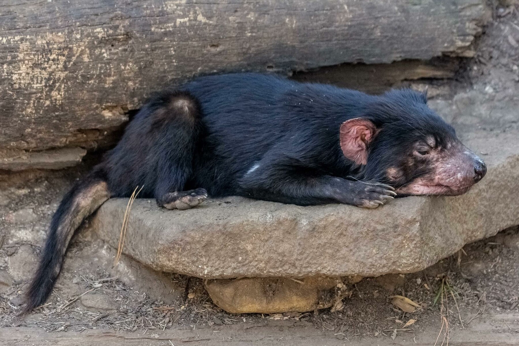 ArtStation - 122 photos of Tasmanian Devil | Resources