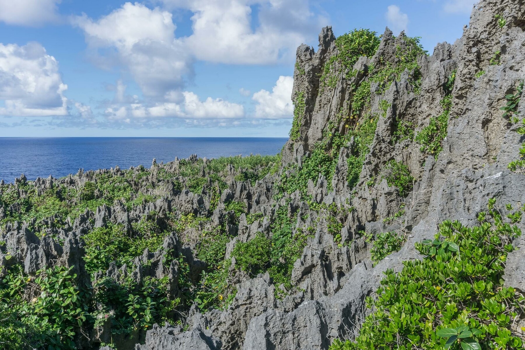 ArtStation - 280 photos of Razor-Sharp Coral Formations | Resources