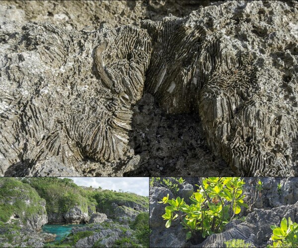 ArtStation - 160 photos of Coral Cliffs Cove | Resources