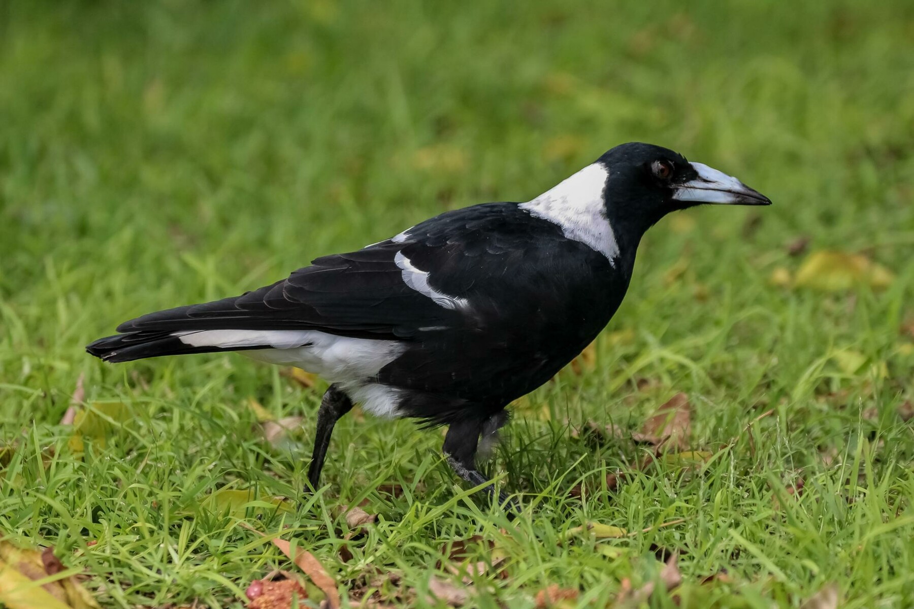 ArtStation - 79 photos of Australian Magpie | Resources