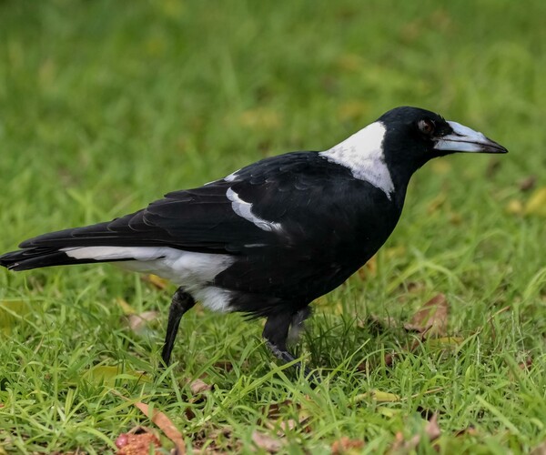 ArtStation - 79 photos of Australian Magpie | Resources