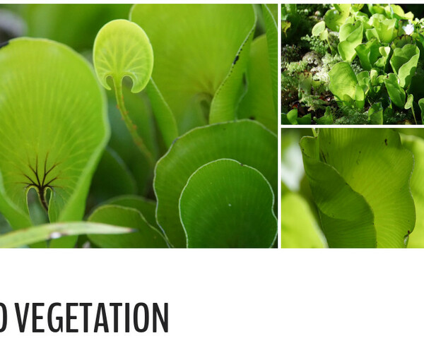 ArtStation - 157 photos of Macro Vegetation | Resources
