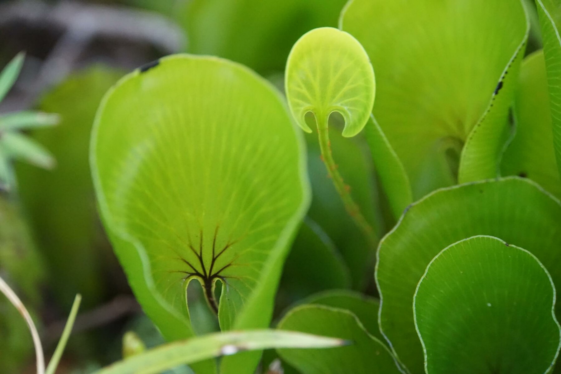 ArtStation - 157 photos of Macro Vegetation | Resources