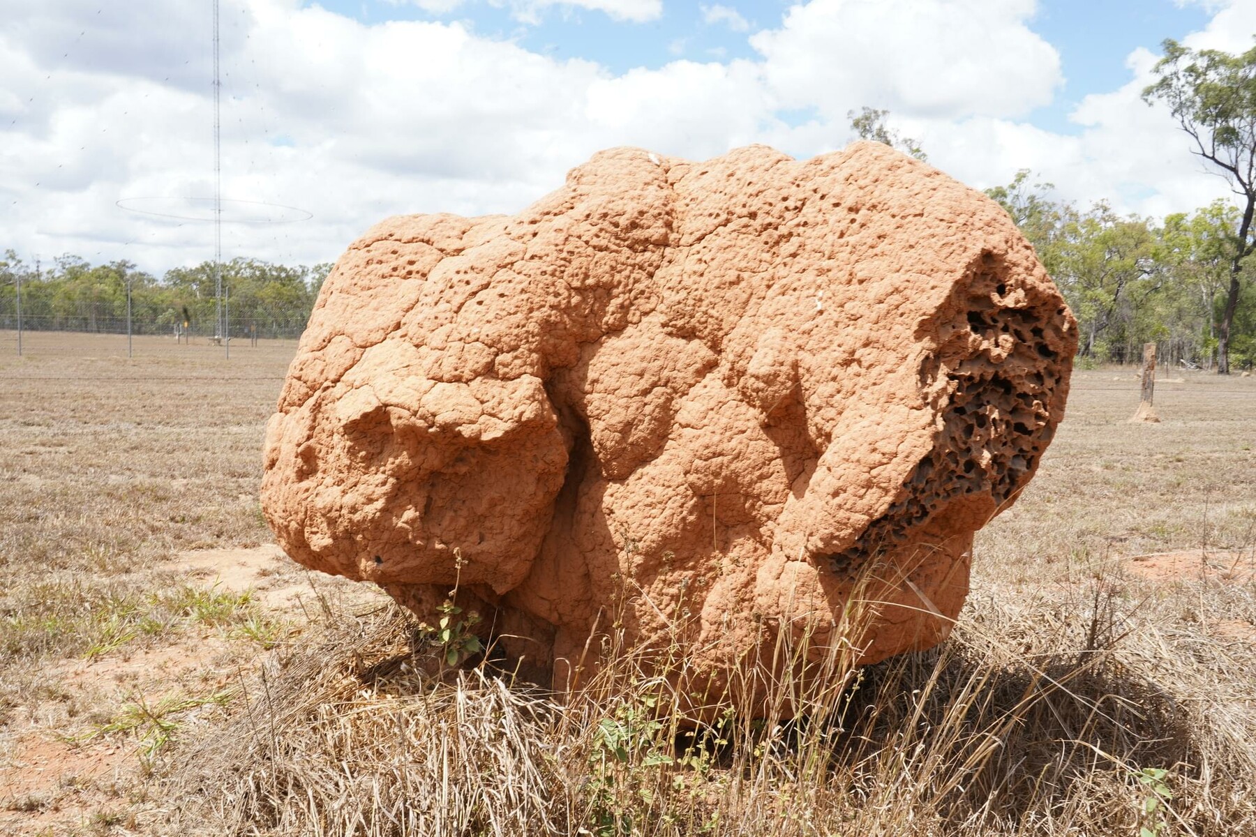 ArtStation - 90 photos of Thick Red Termite Mounds | Resources