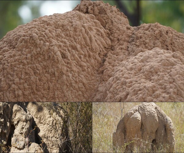ArtStation - 170 photos of Large Brown Termite Mounds | Resources
