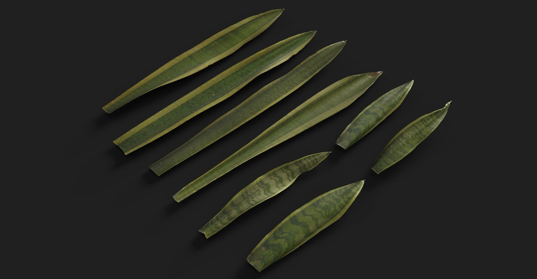 ArtStation - Snake Plant | Game Assets
