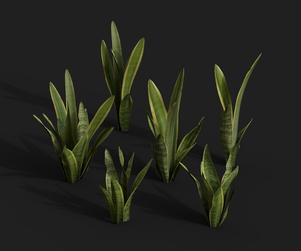 ArtStation - Snake Plant | Game Assets