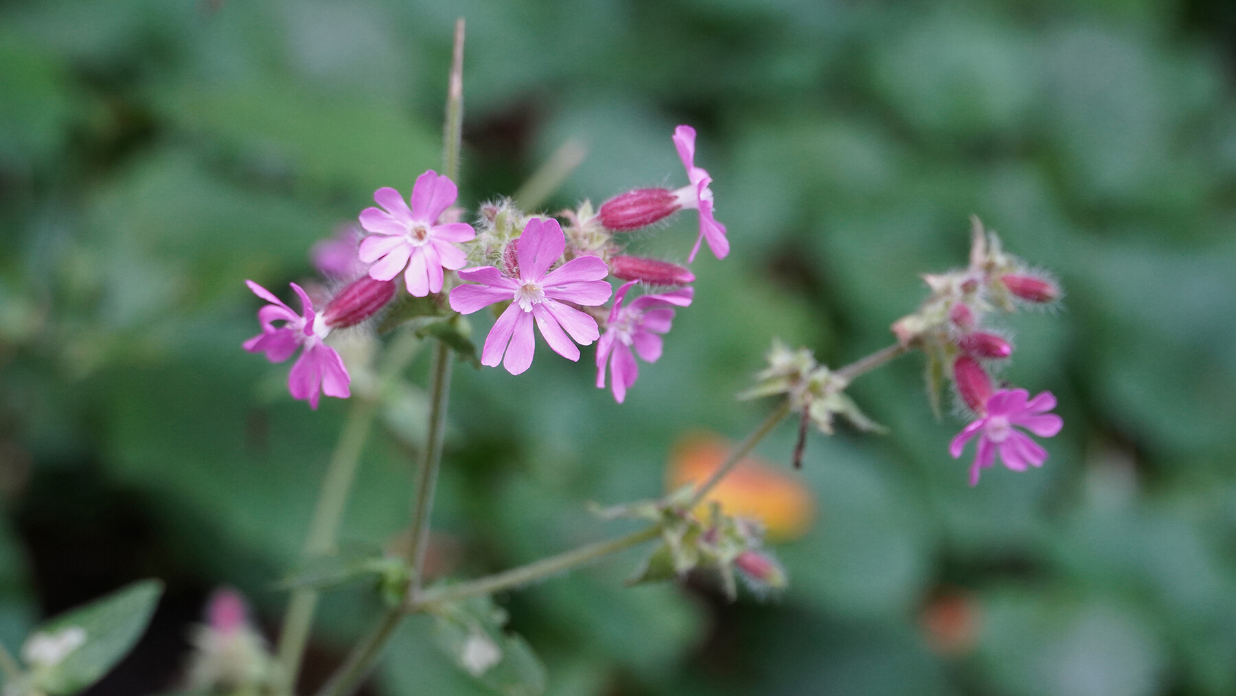 ArtStation - One Day in the Woods vol. 01 Forest Reference Pack | Resources
