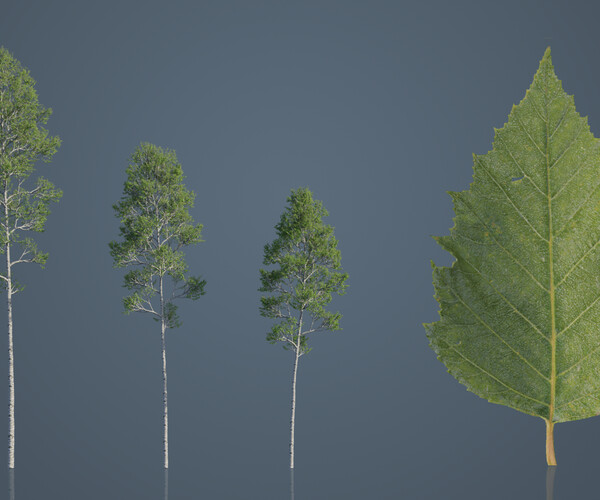 ArtStation - Common Birch Trees | Game Assets