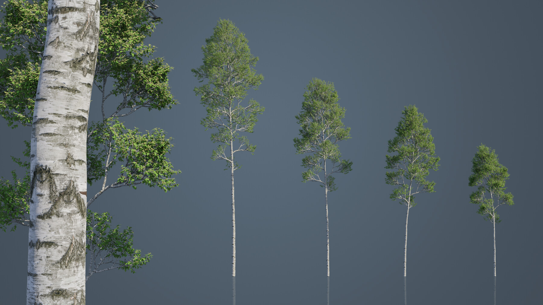 ArtStation - Common Birch Trees | Game Assets