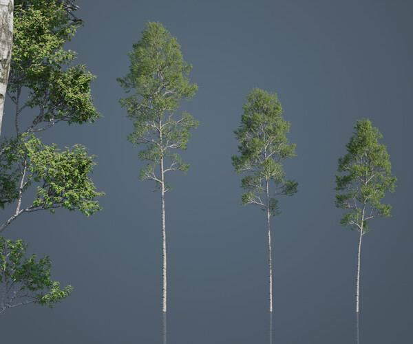 ArtStation - Common Birch Trees | Game Assets
