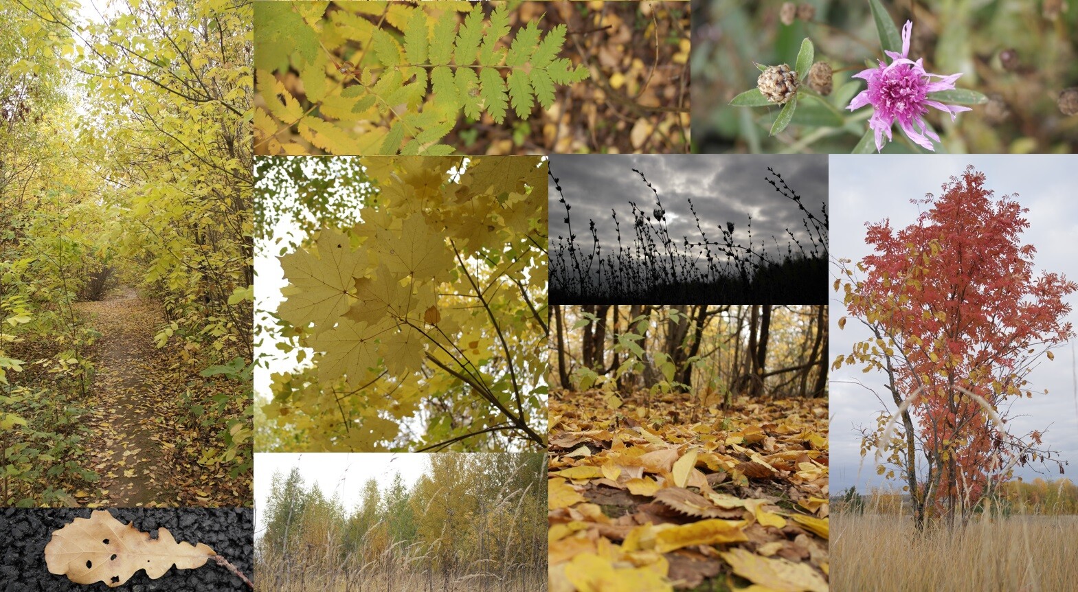 ArtStation - Autumn Mood, 469 Reference Photos | Resources