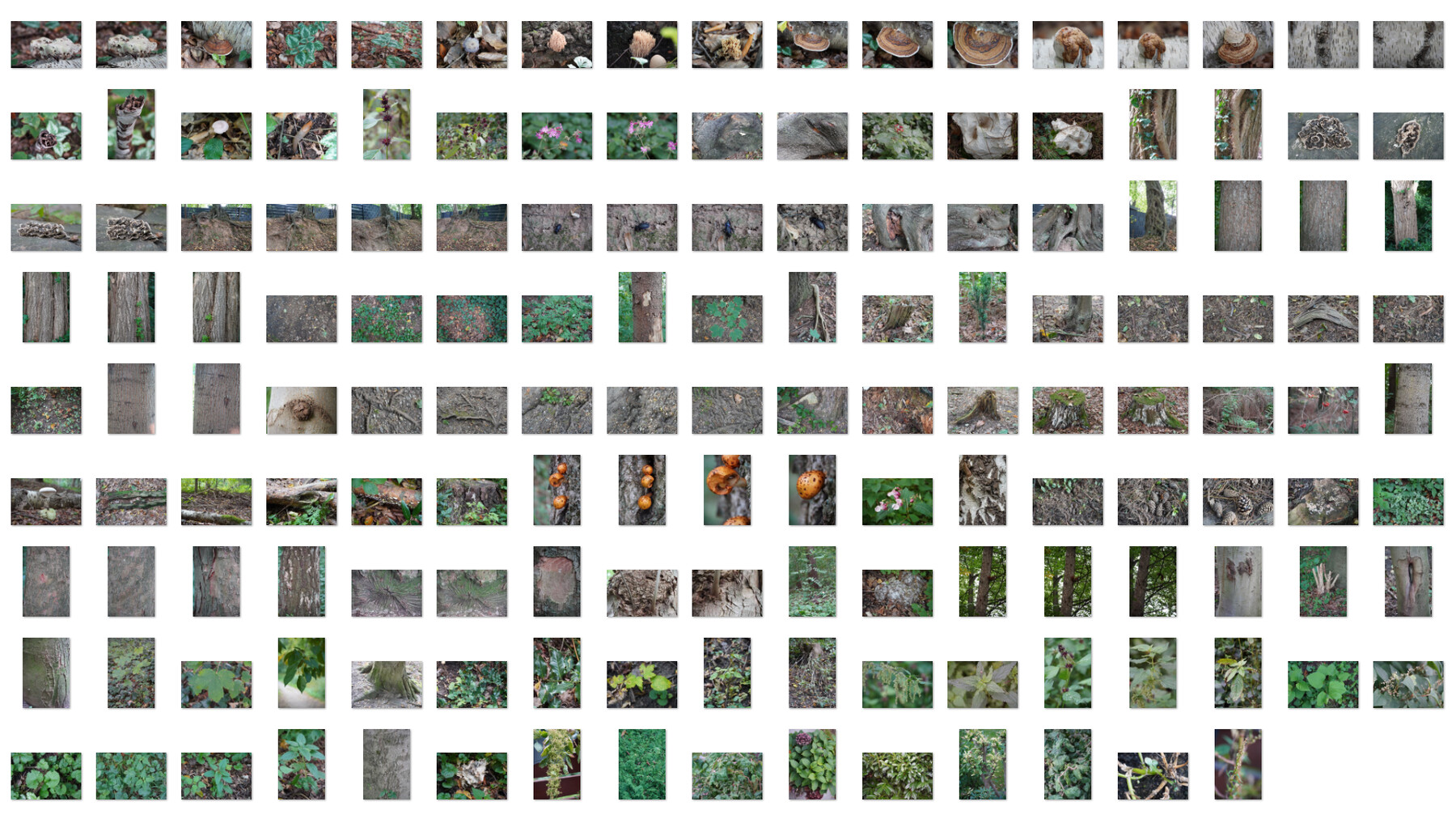 ArtStation - One Day in the Woods vol. 01 Forest Reference Pack | Resources