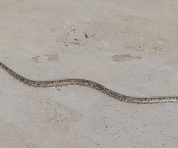 ArtStation - Rigged python 3D model | Resources