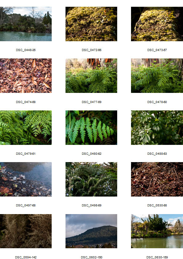 ArtStation - NZ Reference Pack - Rainforest & Foliage - 400+ Royalty ...