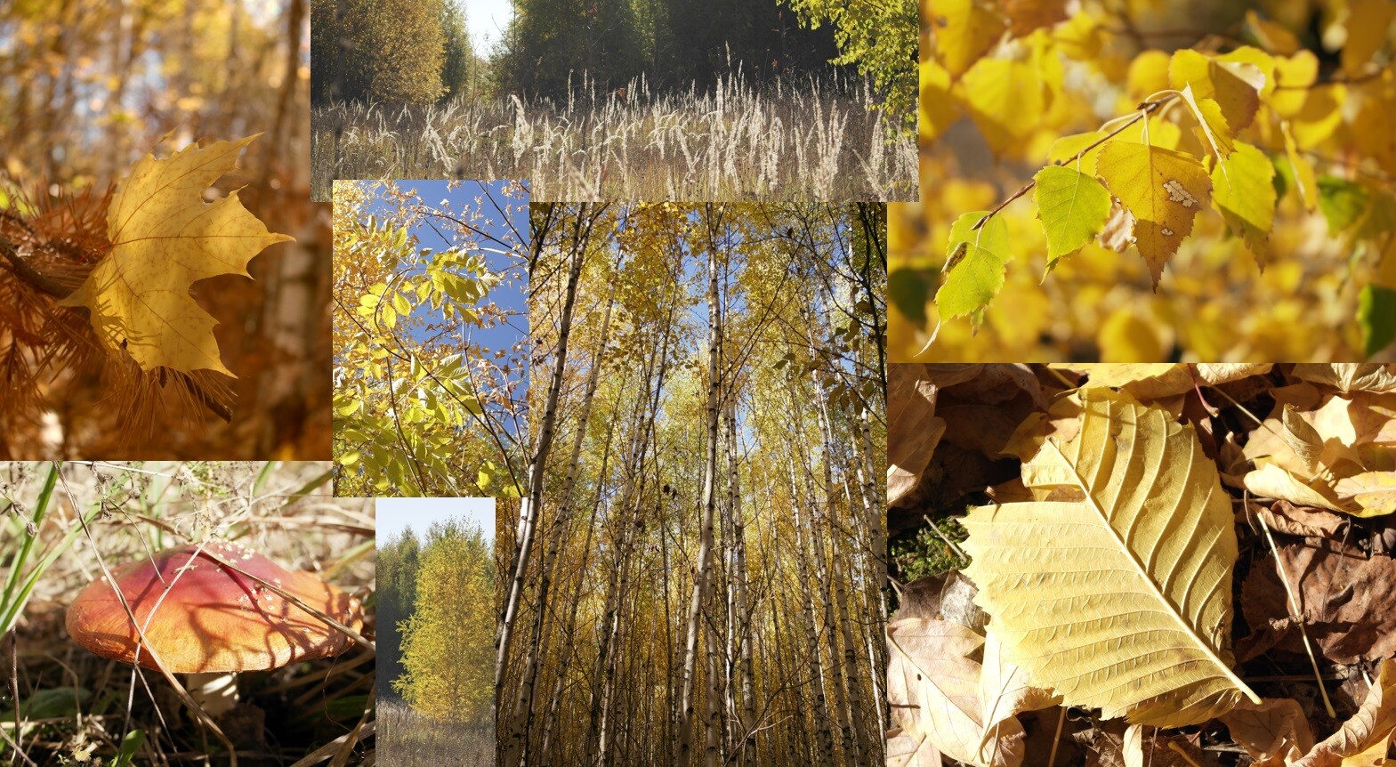 ArtStation - Autumn Mood, 469 Reference Photos | Resources