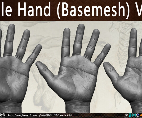 ArtStation - Male Hand (Basemesh) Vol 01 | Resources