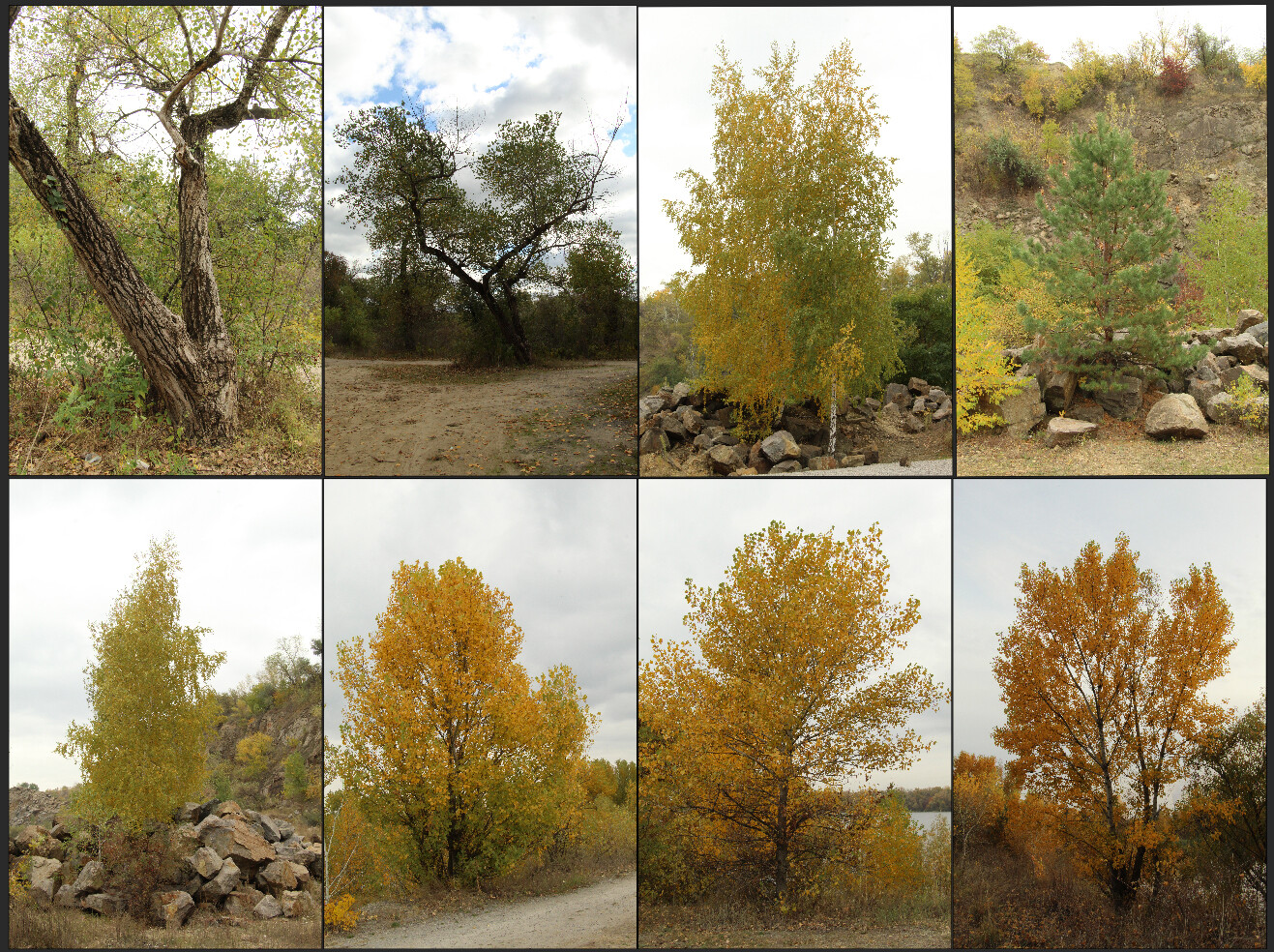 ArtStation - Trees Pack | Resources