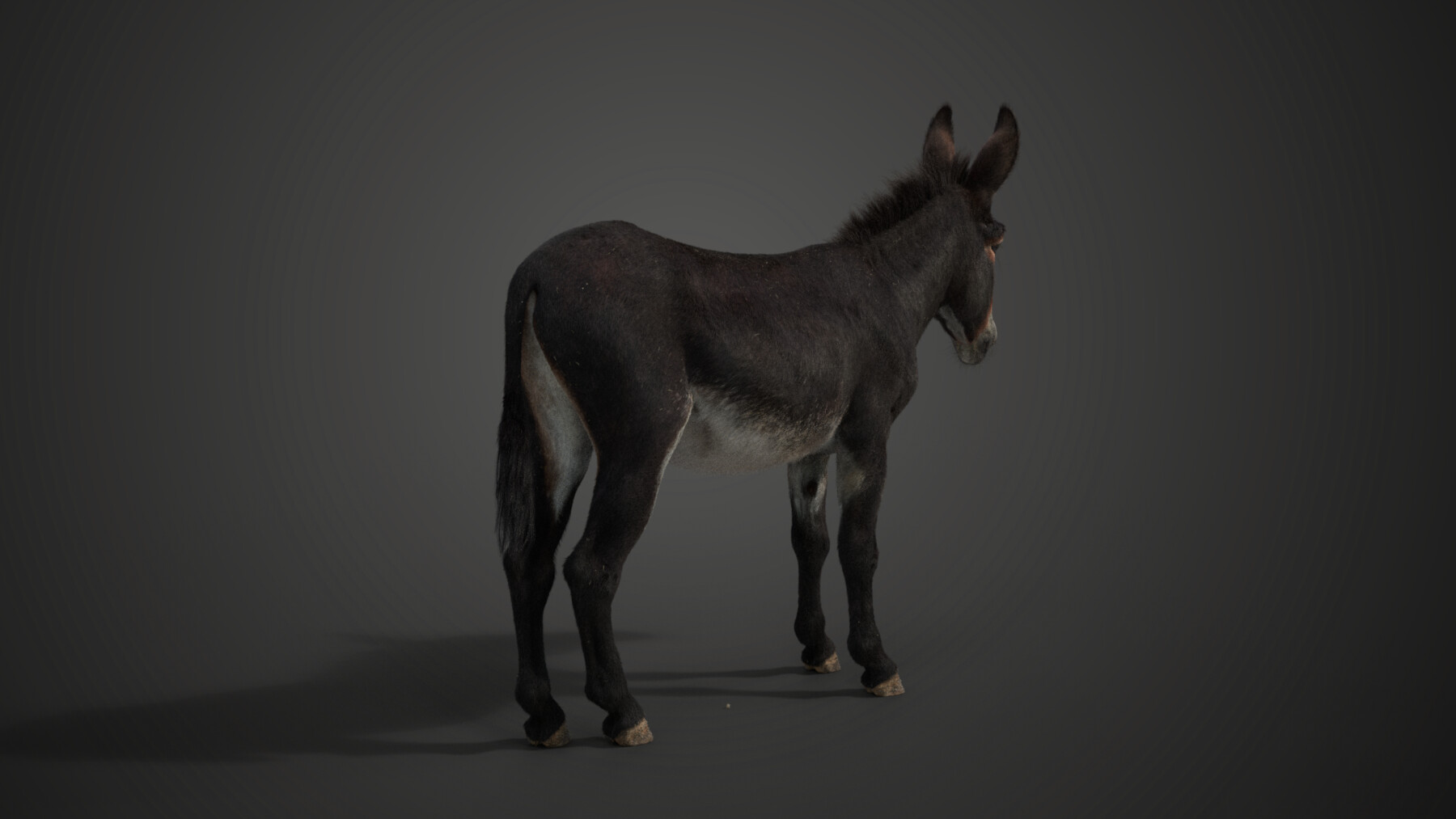 ArtStation - Donkey Summer Animated | VFX Grace | Game Assets