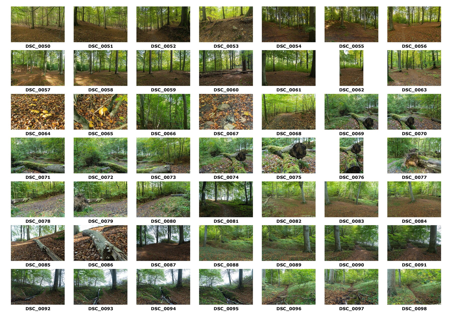 ArtStation - AUTUMN VOL.1 - MARSELISBORG FOREST / Photo Reference ...