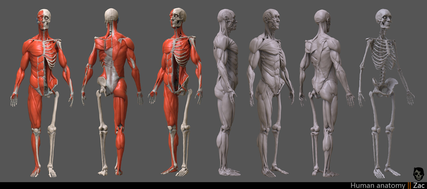 ArtStation - Human Anatomy model | Resources
