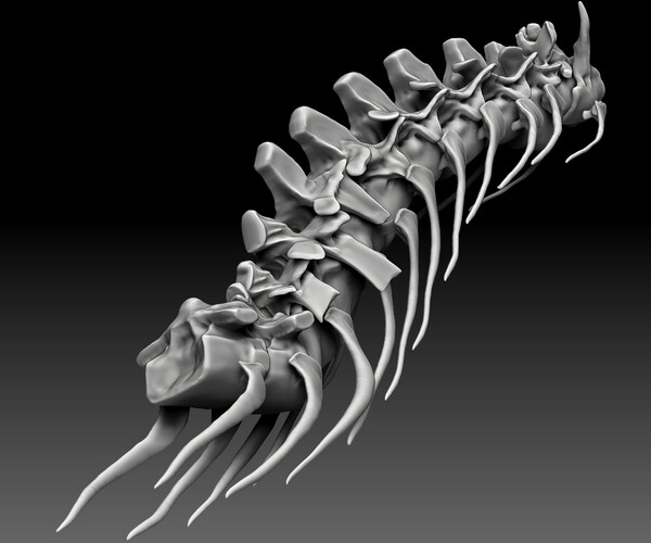 ArtStation - Spinosaurus 2020 version Neck Set Skeletons Sculpt Project ...