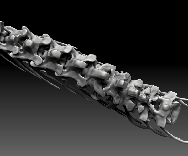 ArtStation - Spinosaurus 2020 version Neck Set Skeletons Sculpt Project ...