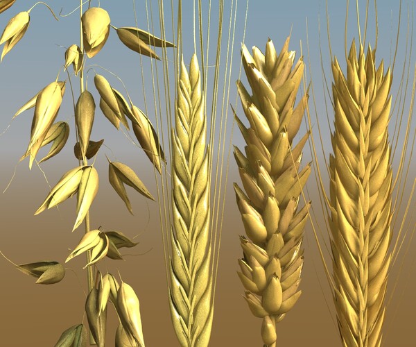 ArtStation - Grains 3D model | Resources