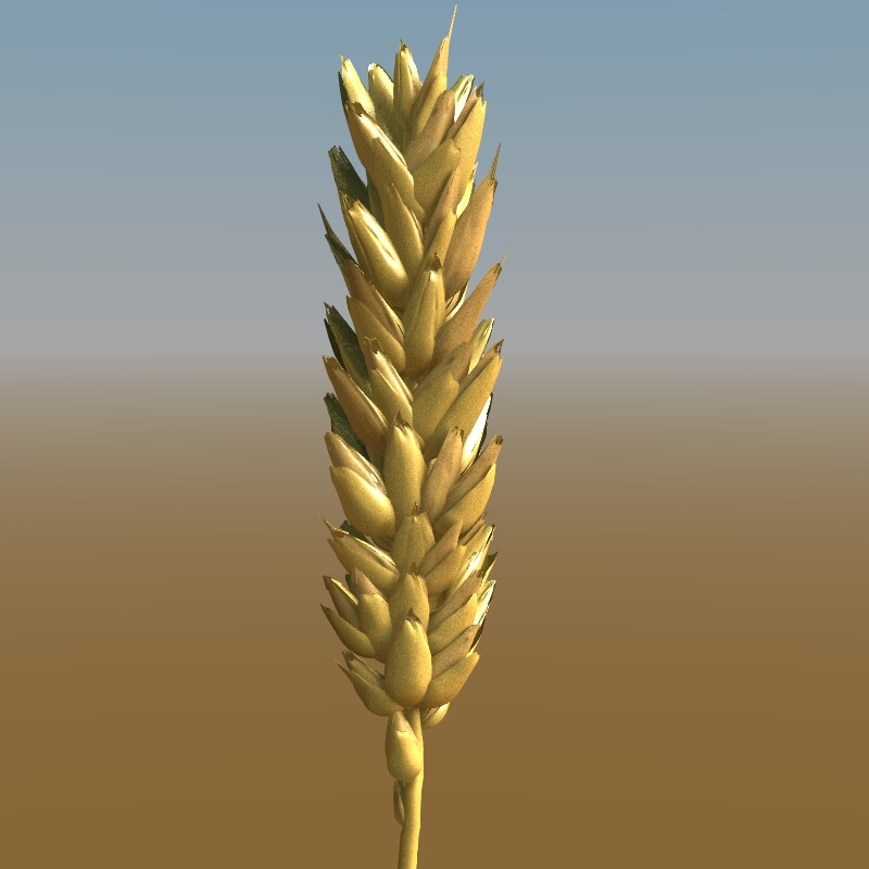 ArtStation - Grains 3D model | Resources