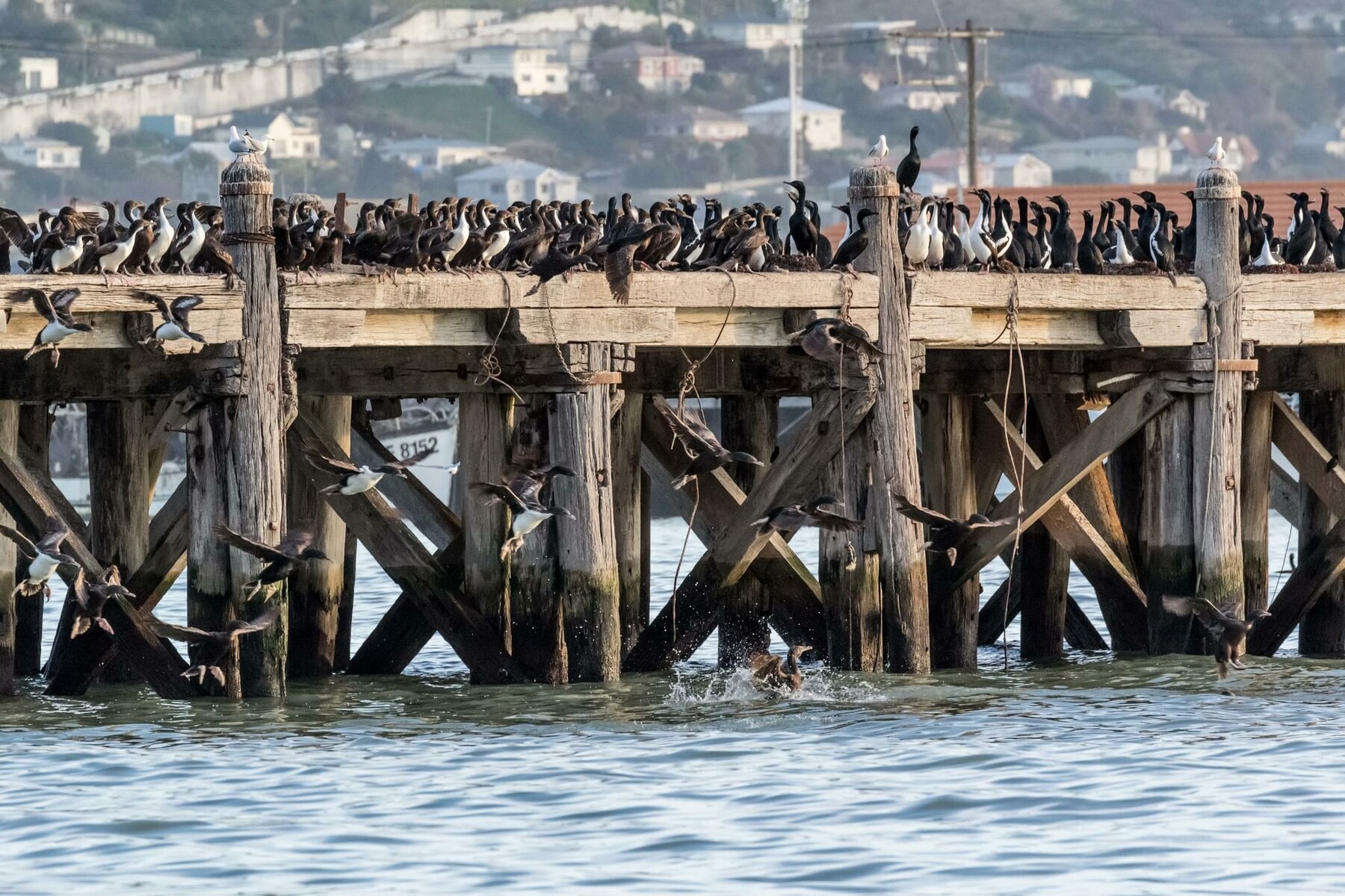 ArtStation - 59 photos of Pier Bird Colony | Resources