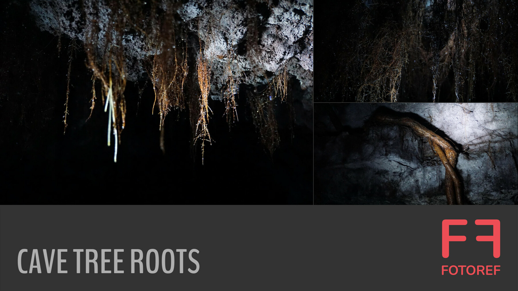ArtStation - 200 photos of Cave Tree Roots | Resources