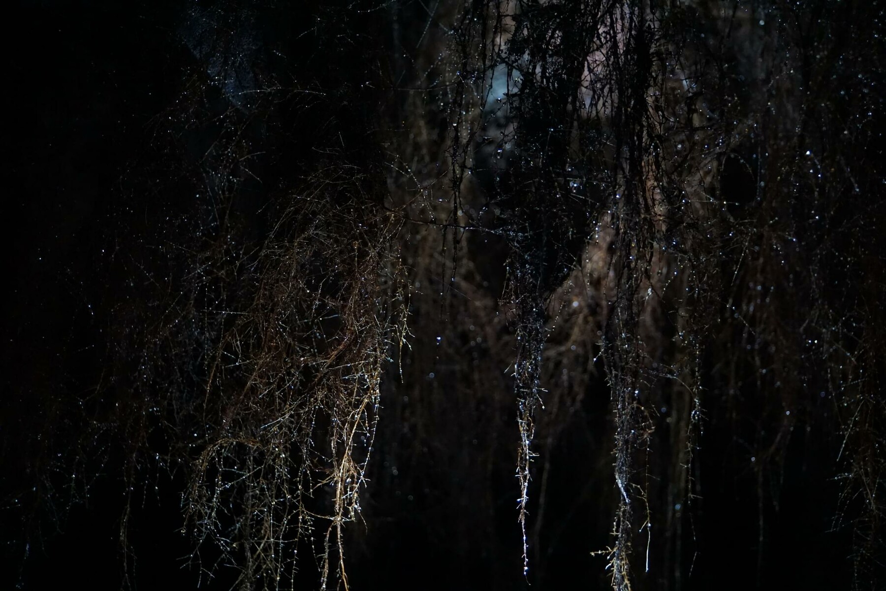 ArtStation - 200 photos of Cave Tree Roots | Resources