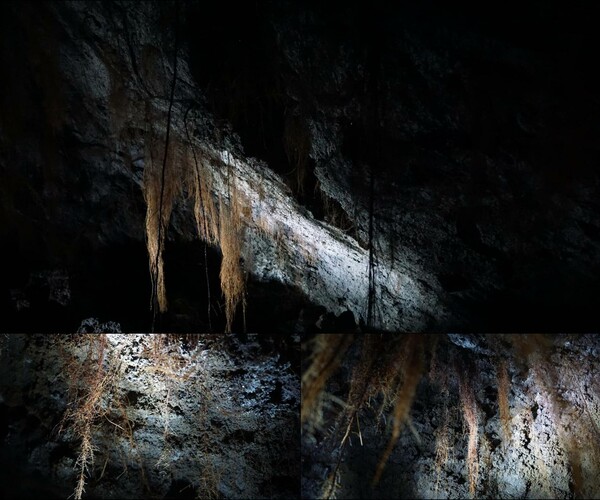 ArtStation - 200 photos of Cave Tree Roots | Resources