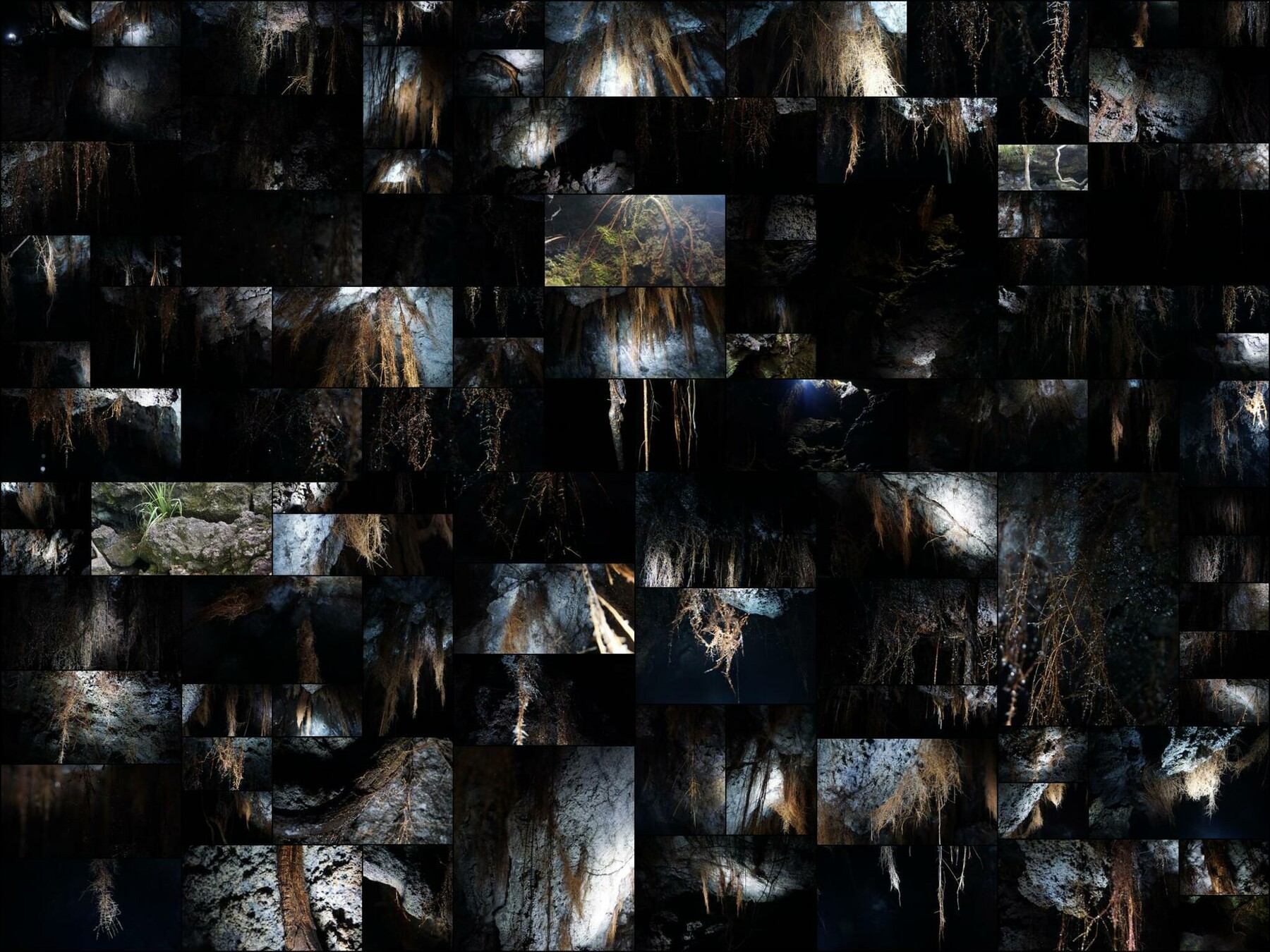 ArtStation - 200 photos of Cave Tree Roots | Resources